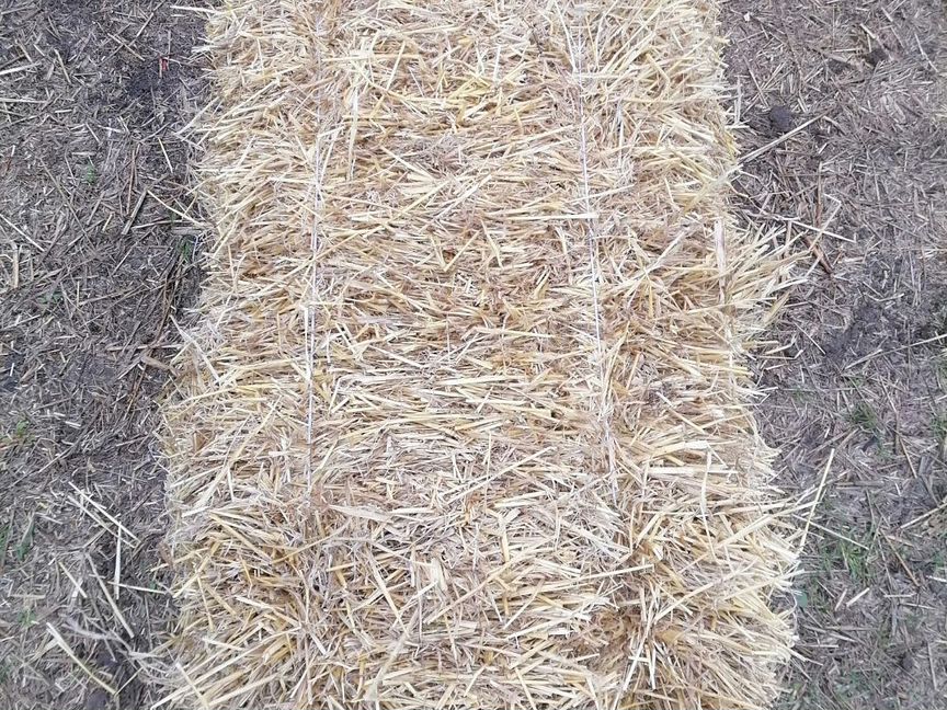 Солома ячменная