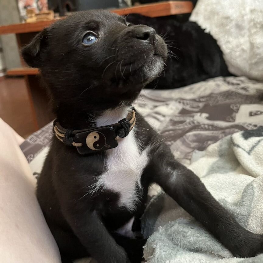 Щенок питбуля черный