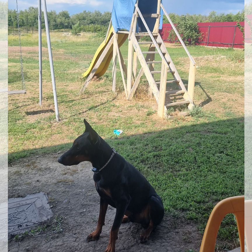 Доберман