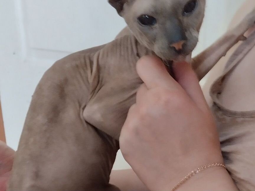 Сфинкс