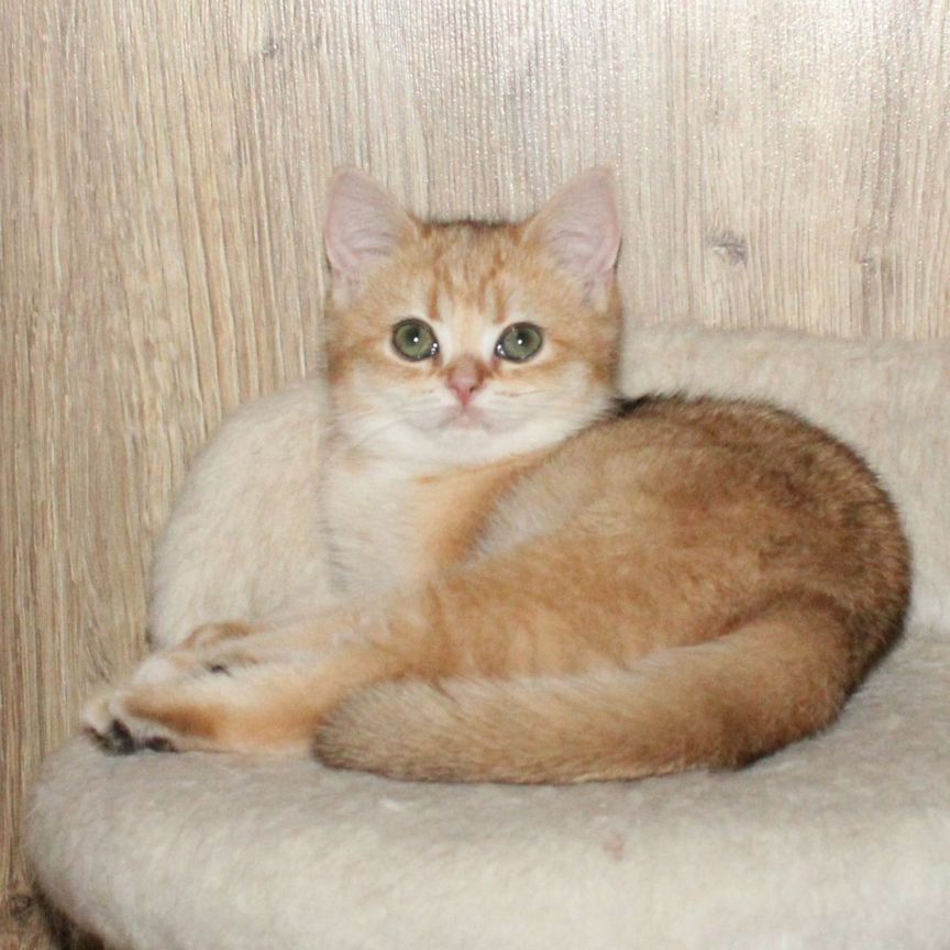 Британский короткошёрстный котёнок