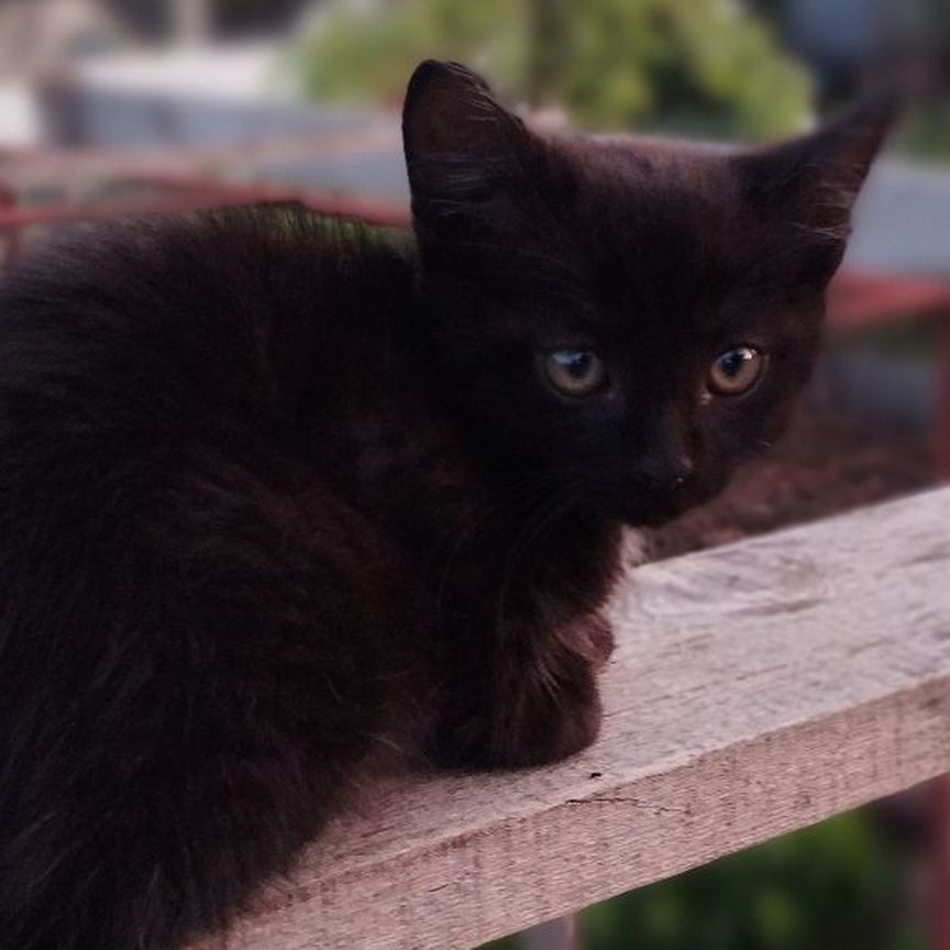 Котёнок в добрые руки