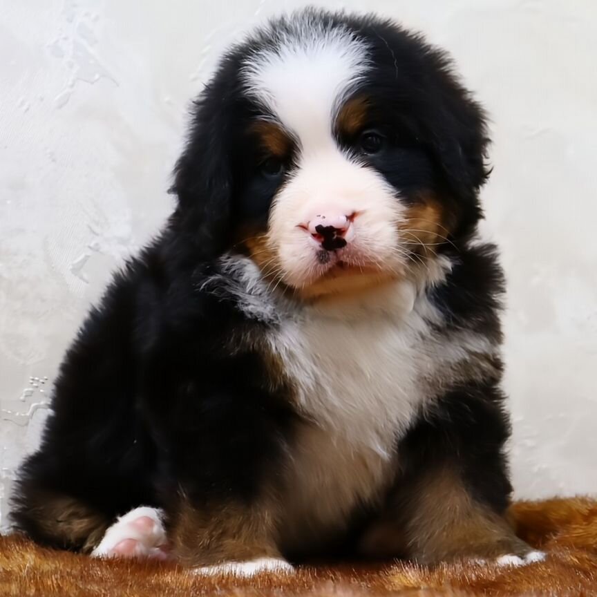 Бернский зенненхунд, щенок