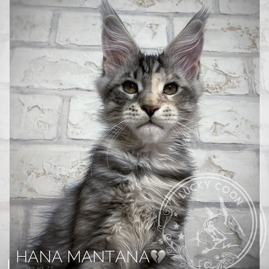 Мейн-кун котёнок