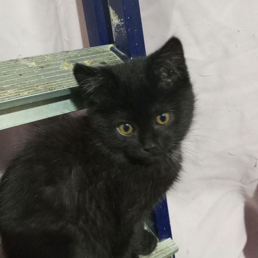 Котëнок в добрые руки