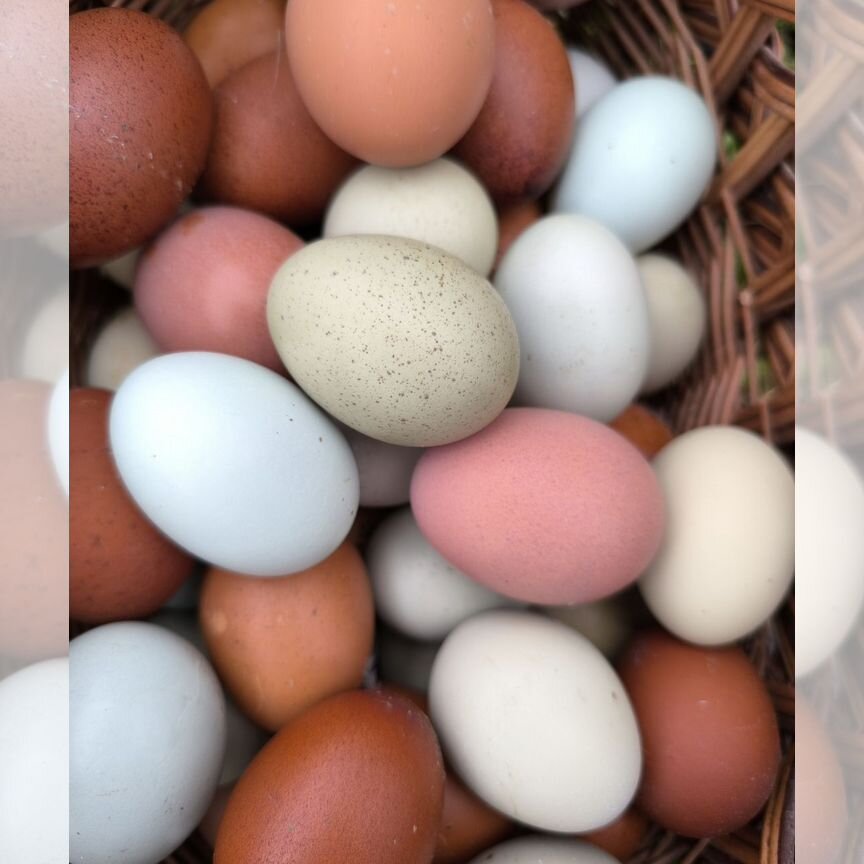 Инкубационное яйцо