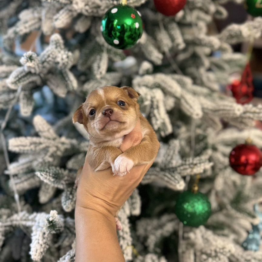 Щенки чихуахуа мини мальчики