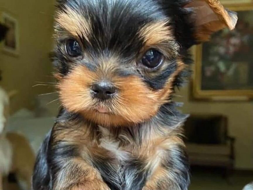 Йоркширский терьер