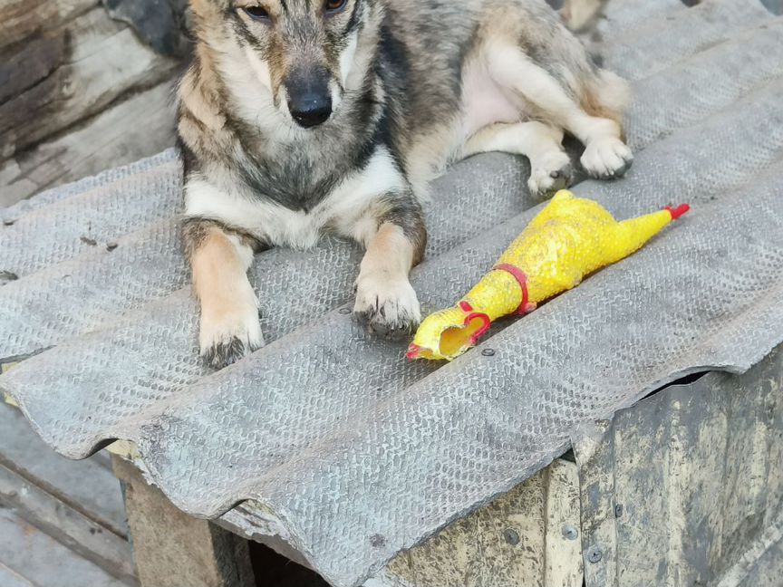 Собака в добрые руки