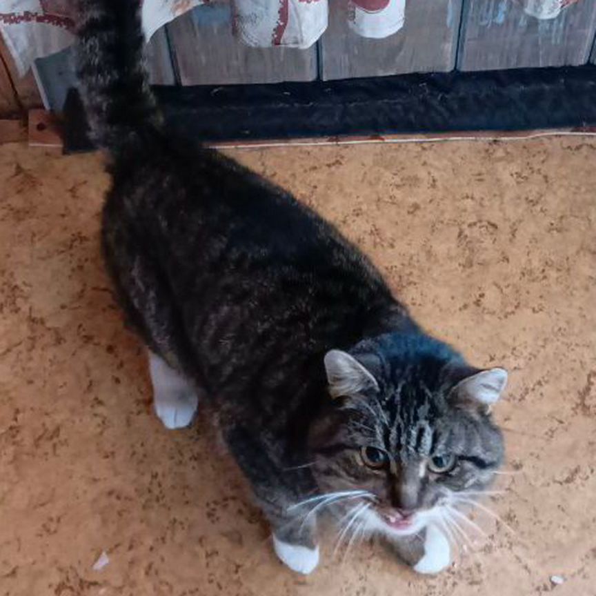 Взрослый кот в добрые руки