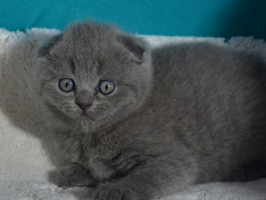 Шотландская лапочка дочка