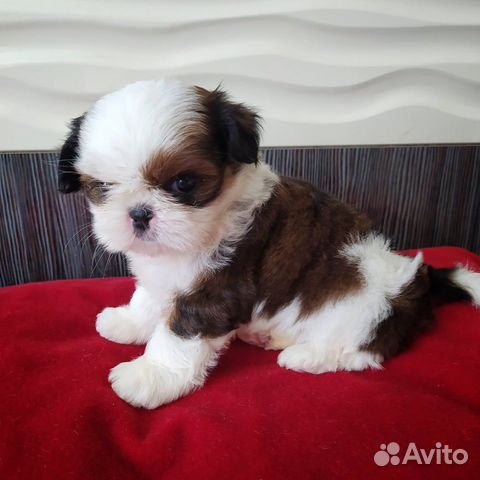 Ши-тцу девочка (питомник)