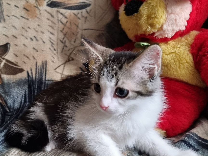 Кошки в добрые руки бесплатно