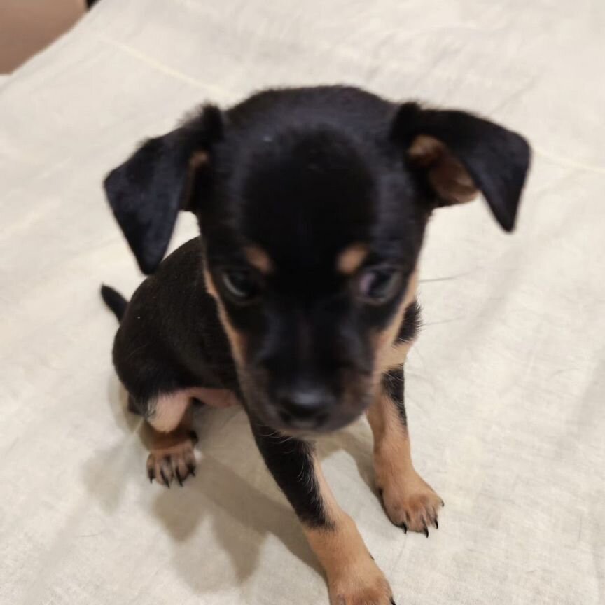 Русский той-терьер, щенок