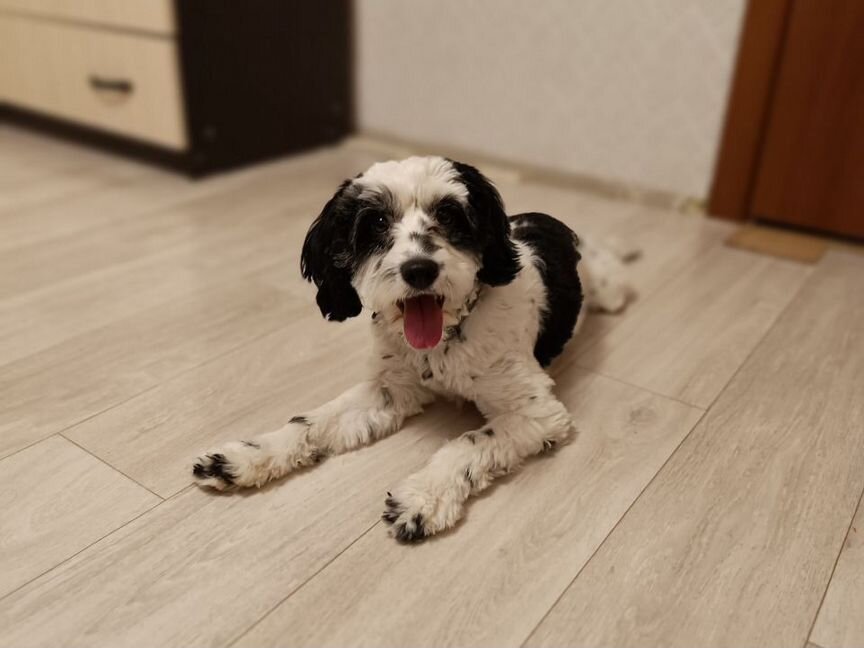 Щенок в добрые руки бесплатно