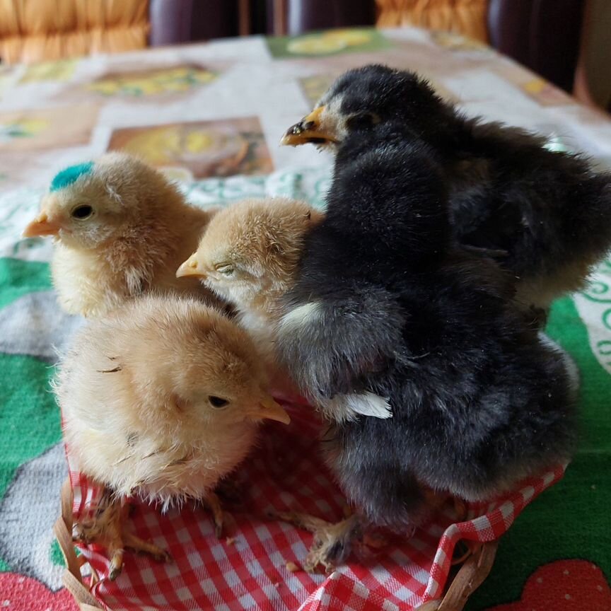 Продаются цыплята породы Брамы