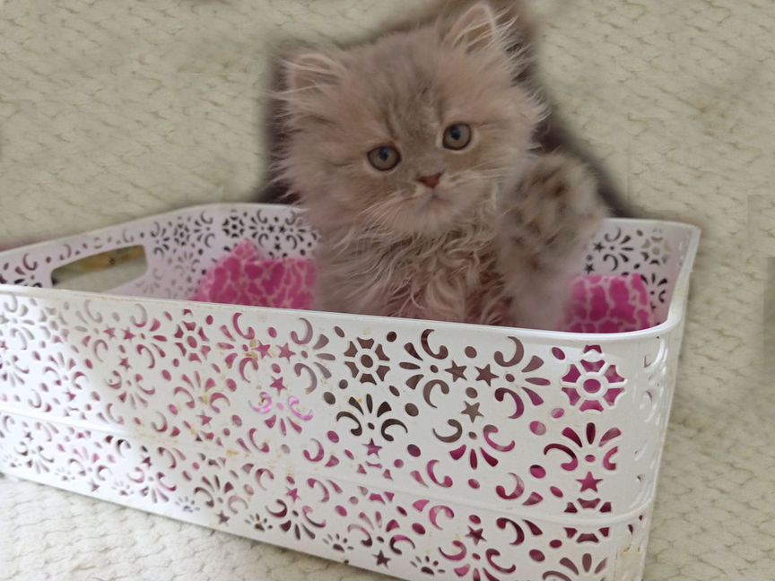 Персидские котята
