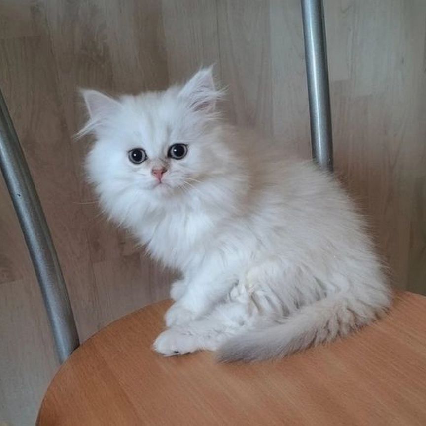 Британские котята