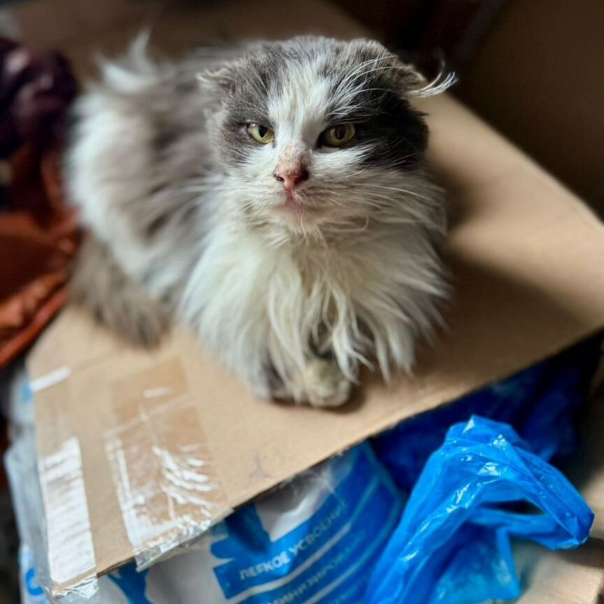 Кошки в добрые руки