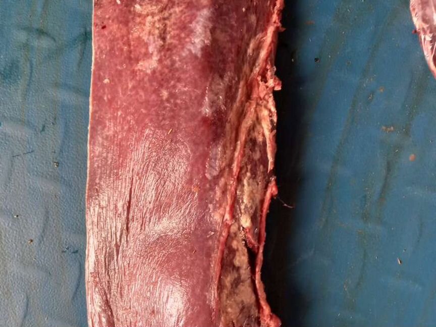 Мясо для собак