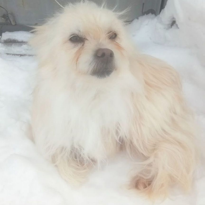 Взрослая собака в добрые руки