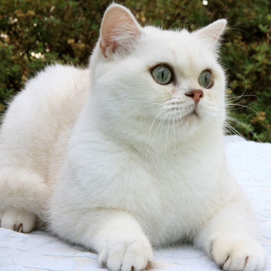 Замечательный британский котëнок