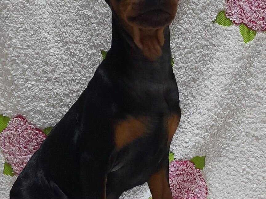 Мини доберманчики