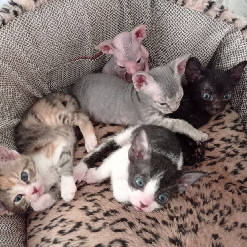 Котята сфинкс-браш