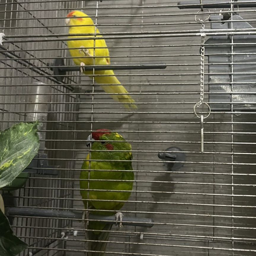 Попугаи какарики с клеткой