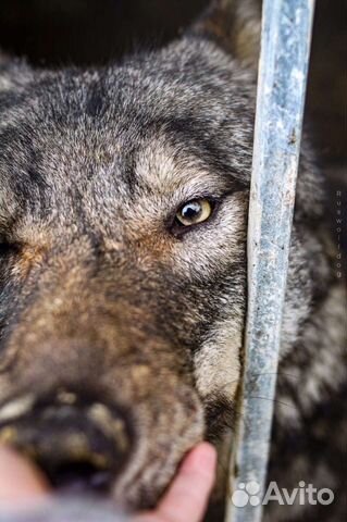 Щенки волкособа