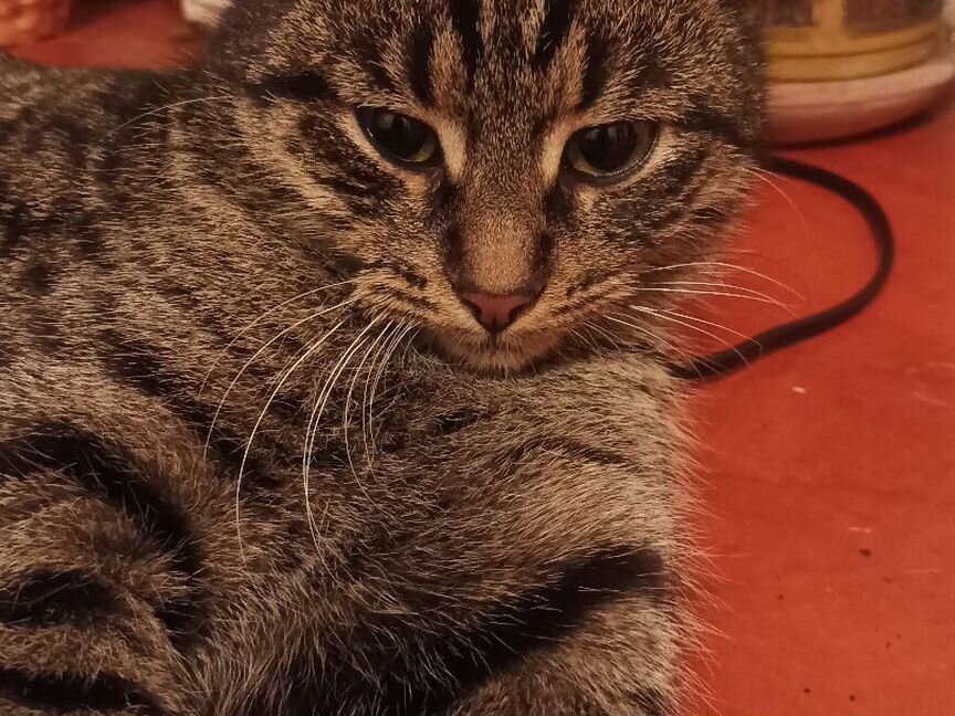 Котята в добрые руки бесплатно