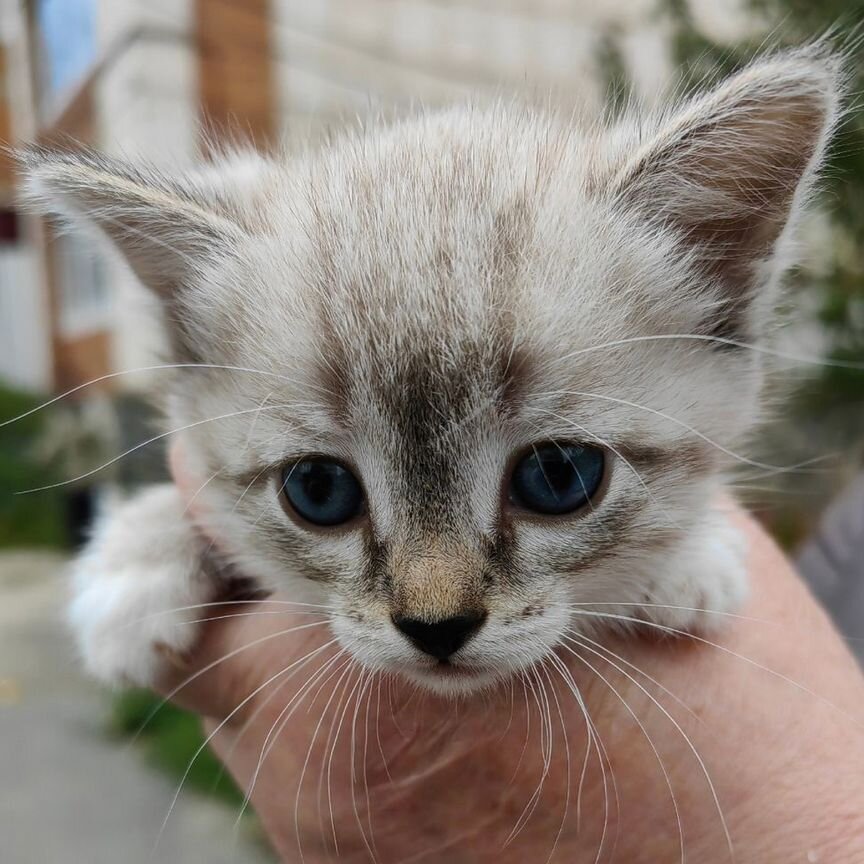 Котенок серый девочка