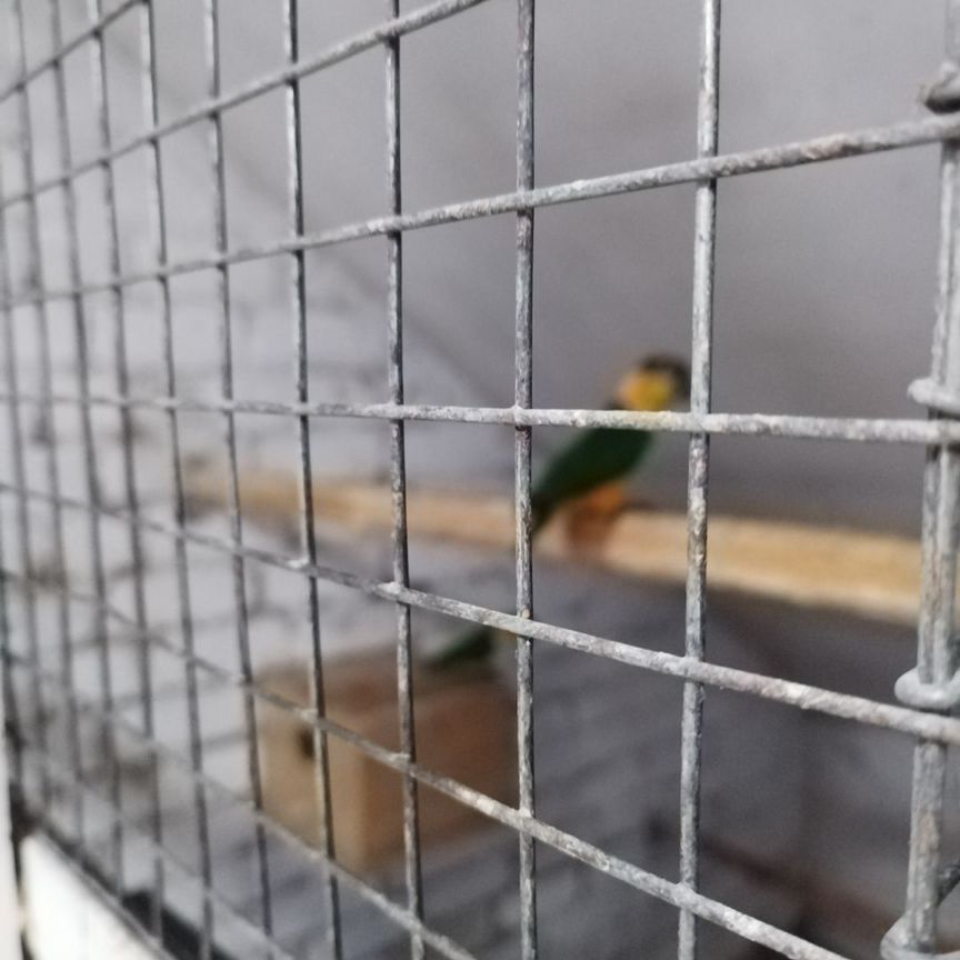 Каик черношапочный