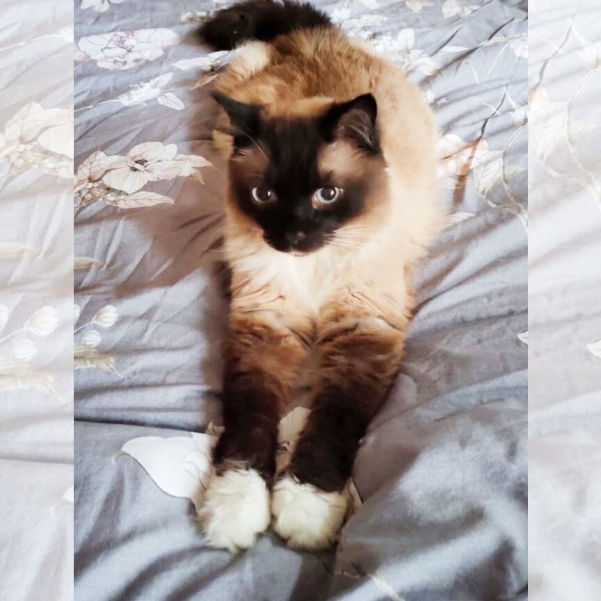 Балинезийский кот в добрые ручки