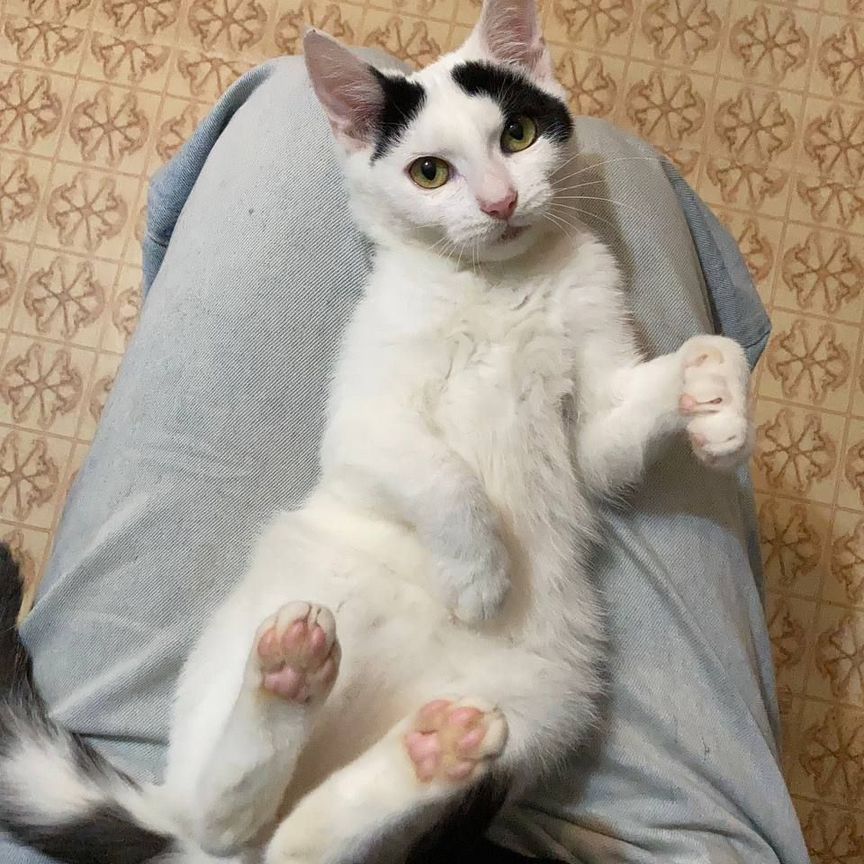 Миюша игривая ласкуша