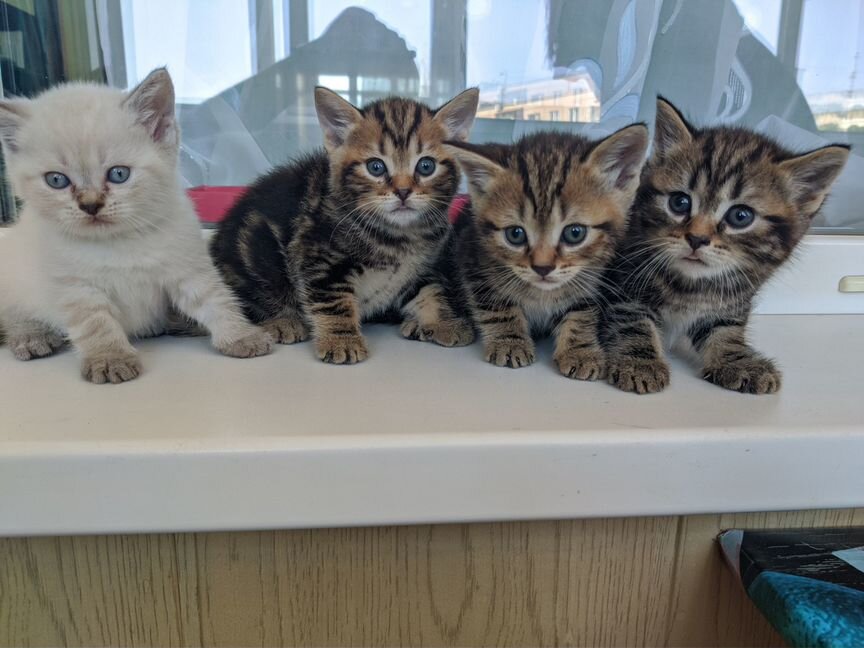 Британские котята
