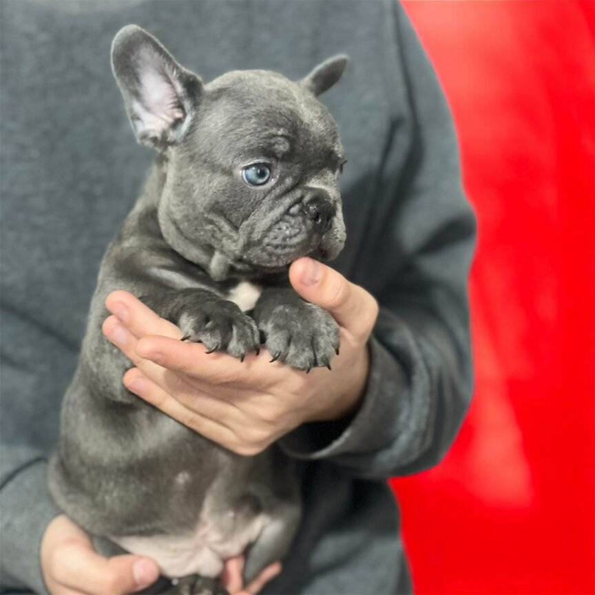 Жемчужинка