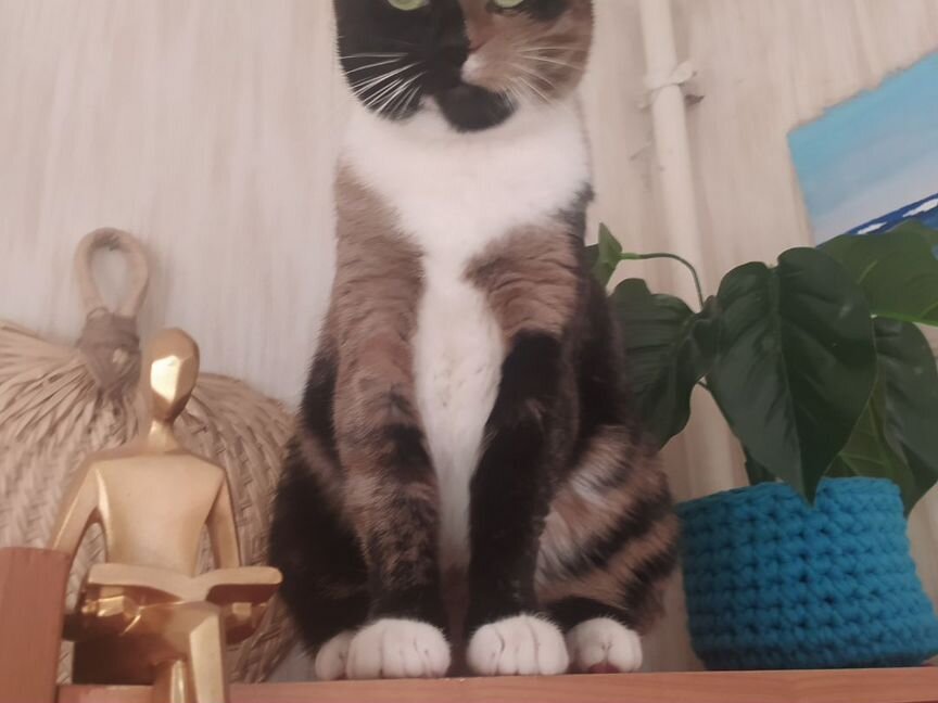 Кошка в дар