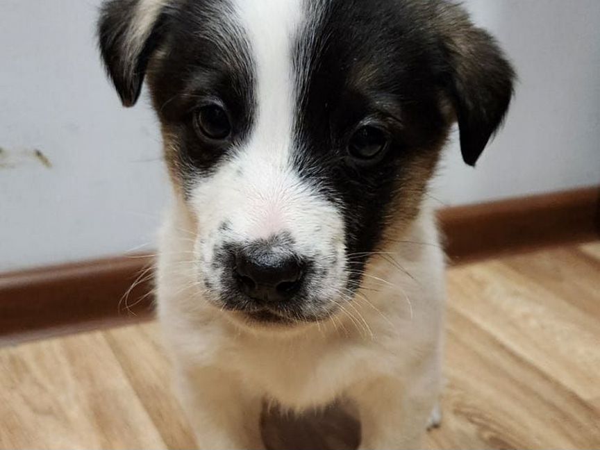 Отдам в добрые руки щенка