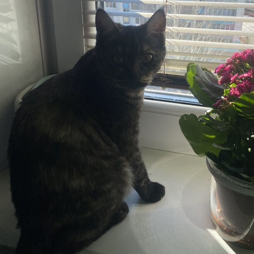 Пристраиваю кошечку