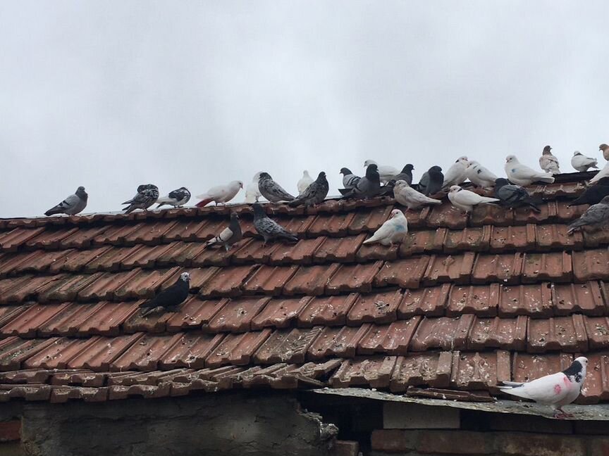 Продажа бакинских голубей