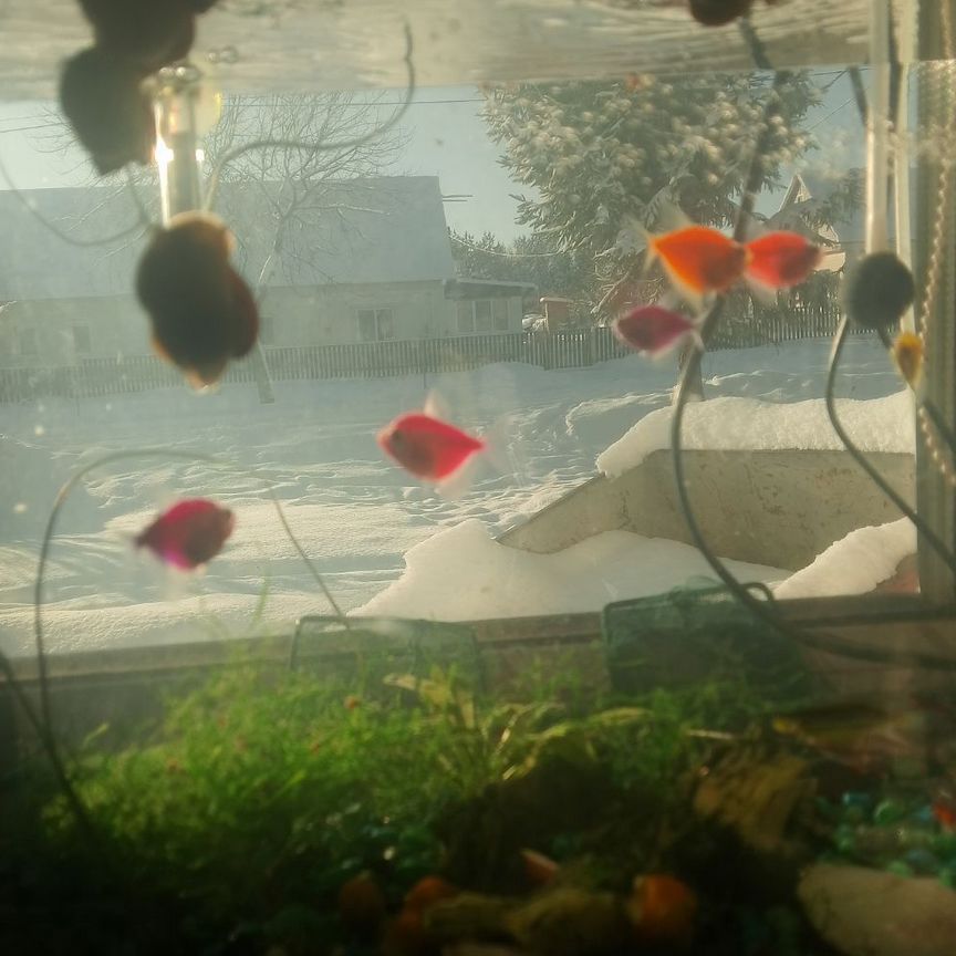 Аквариумные улитки