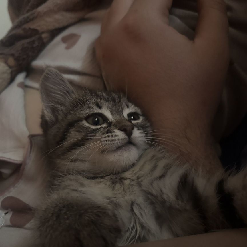 Котёнок в добрые руки