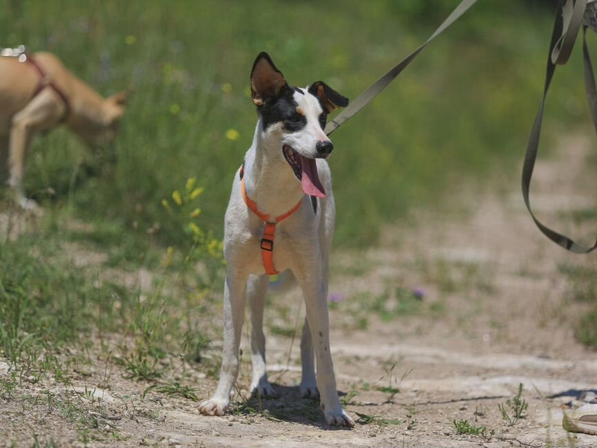 Бланка ищет дом