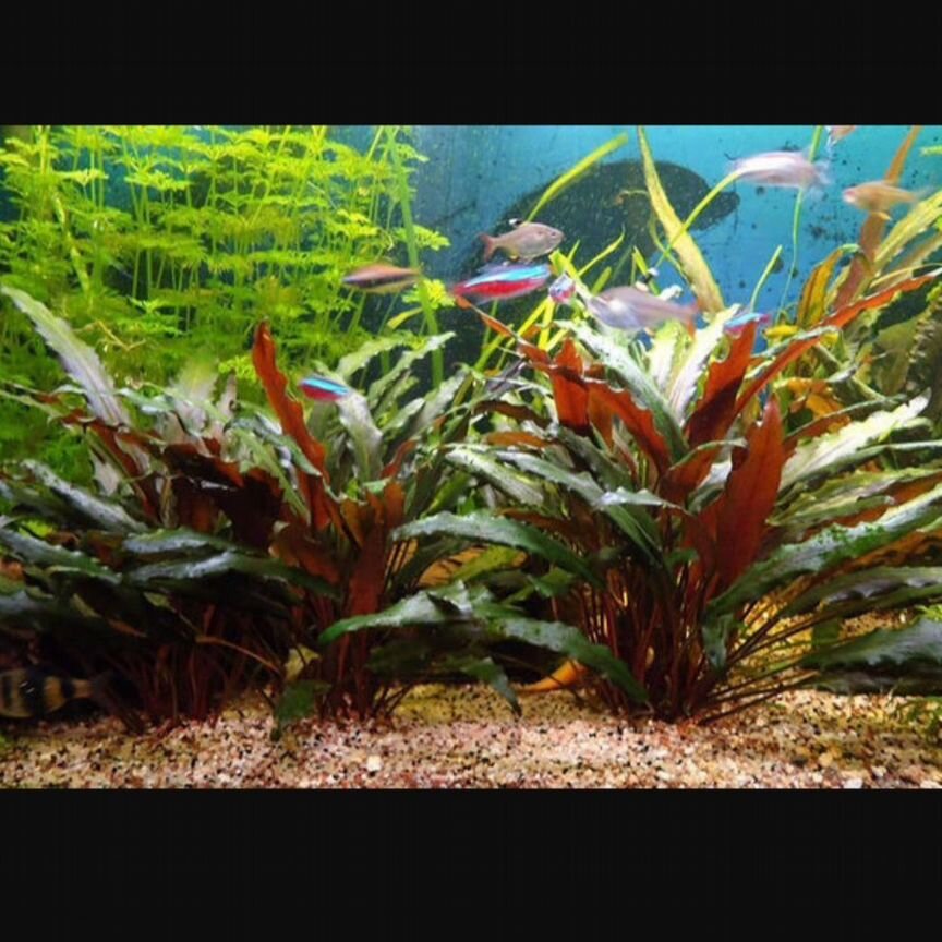 Растения для аквариума