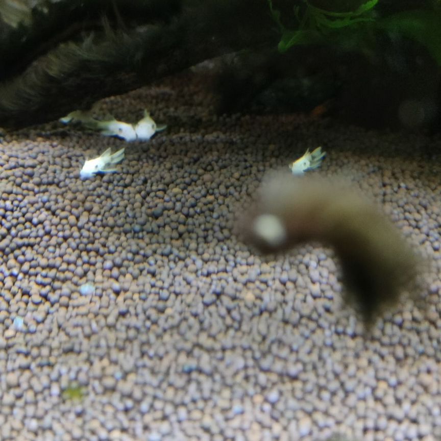 Анциструс l144 snow white