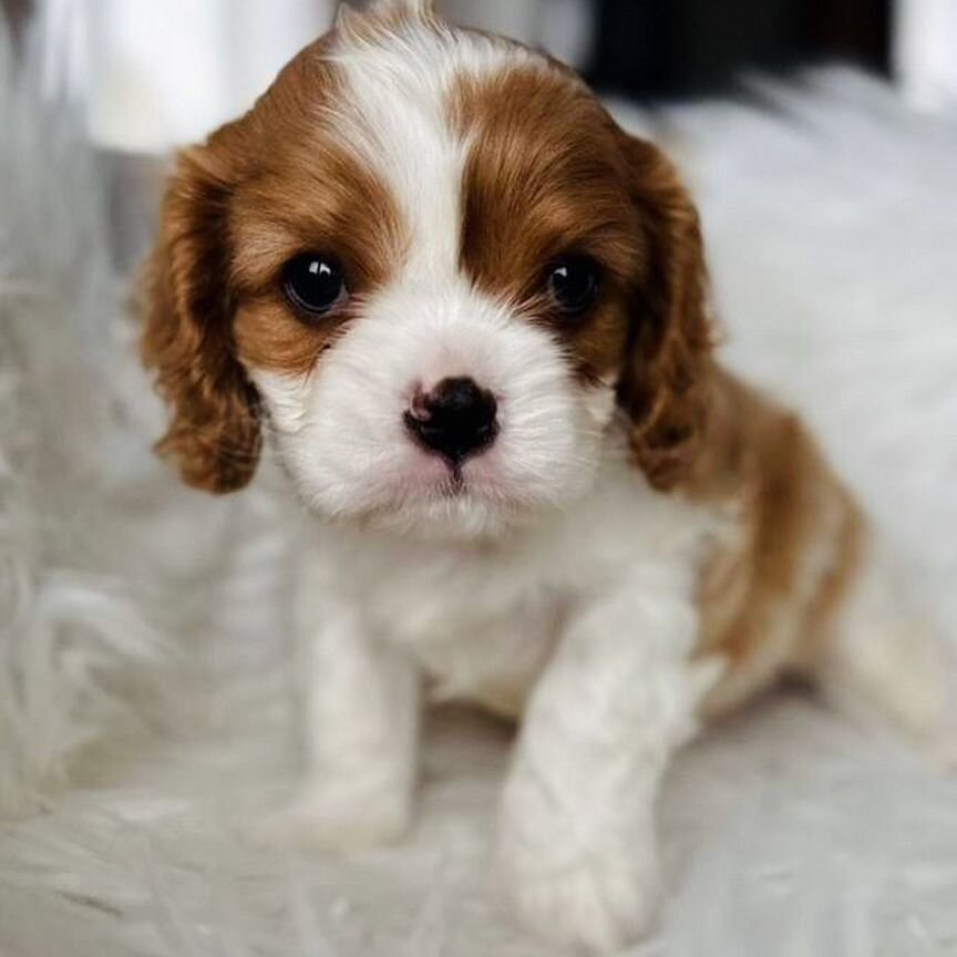 Кавалер кинг-чарльз-спаниель, щенок