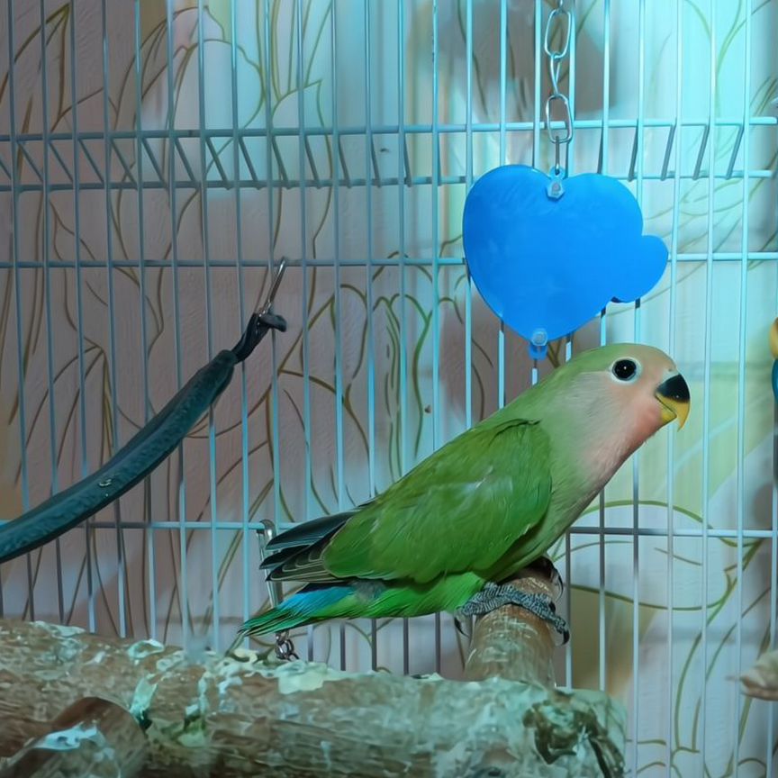 Попугай неразлучник