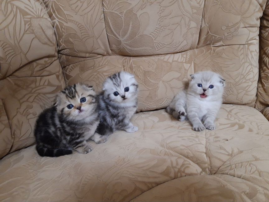 Милые шотландцы