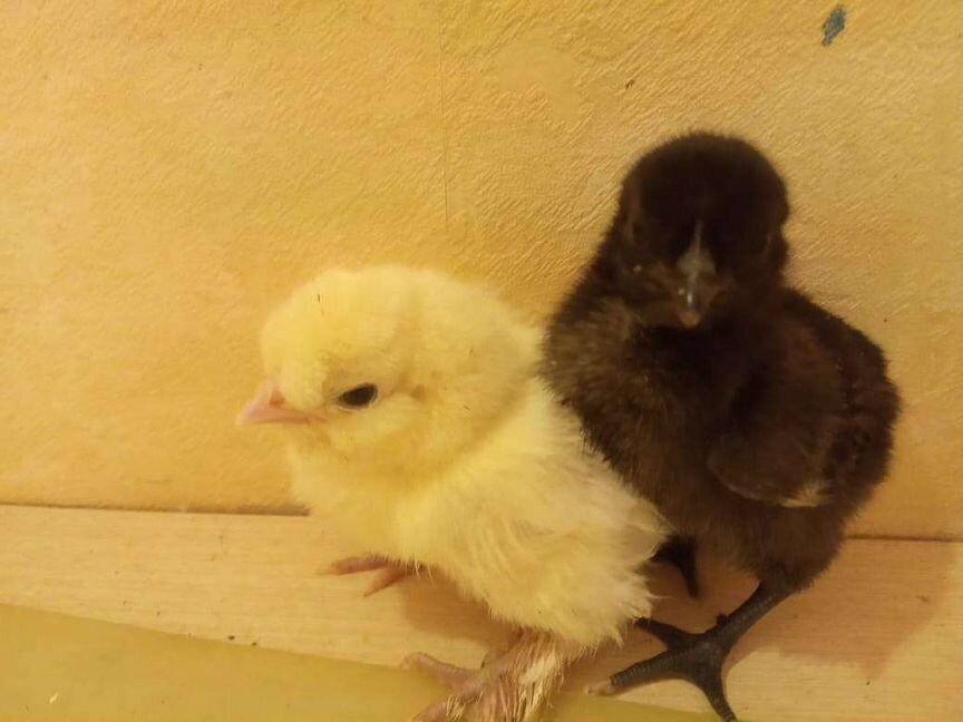 Цыплята бройлеры